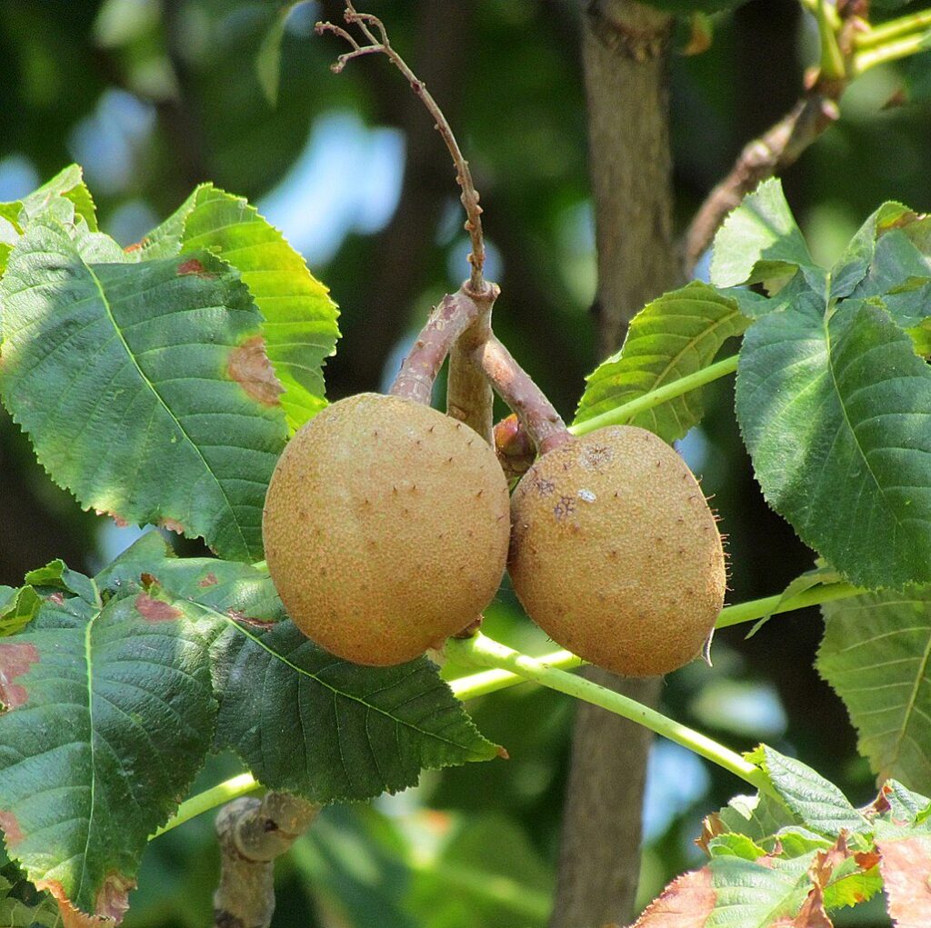 Premium Trees & Seeds For Sale 🇬🇧 Trusted UK Company Shaw Green Trees