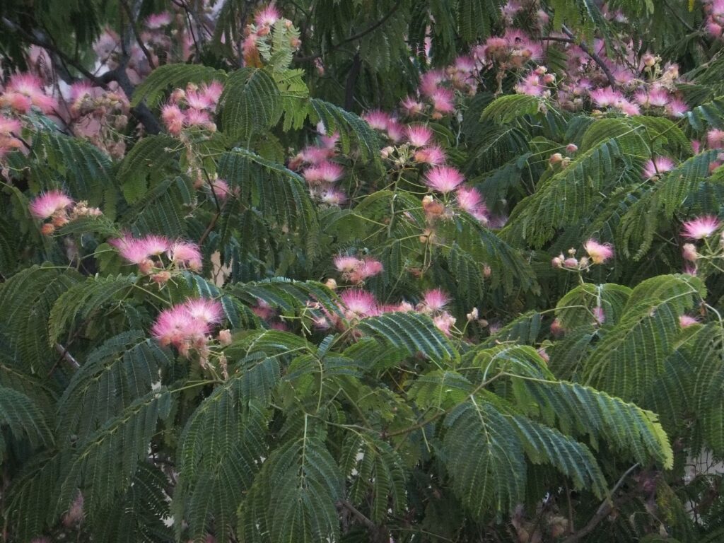 Albizia julibrissin Seeds | Persian Silk Trees | Shaw Green Trees
