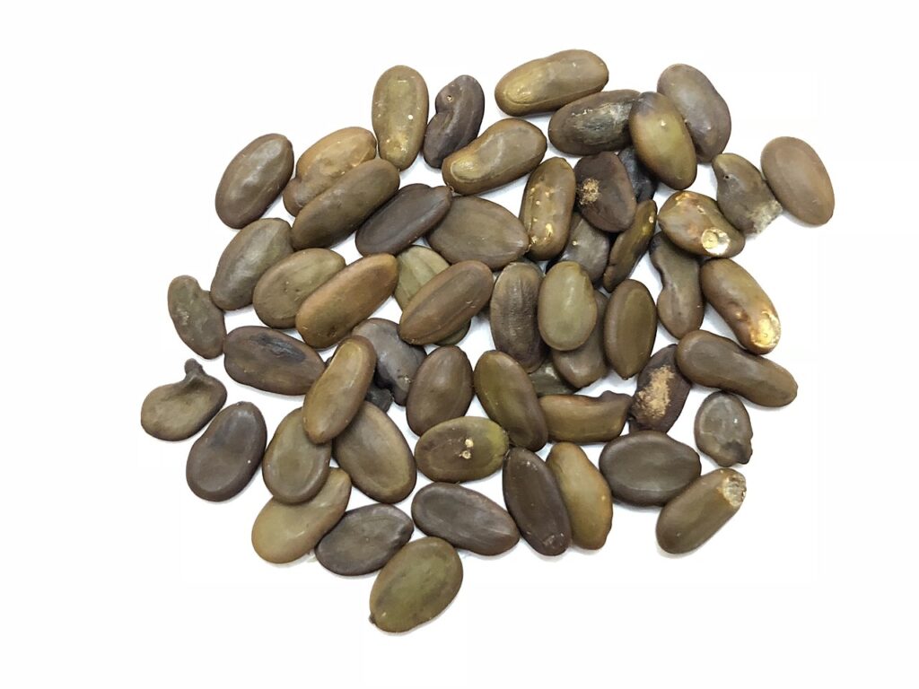 Albizia julibrissin Seeds | Persian Silk Trees | Shaw Green Trees