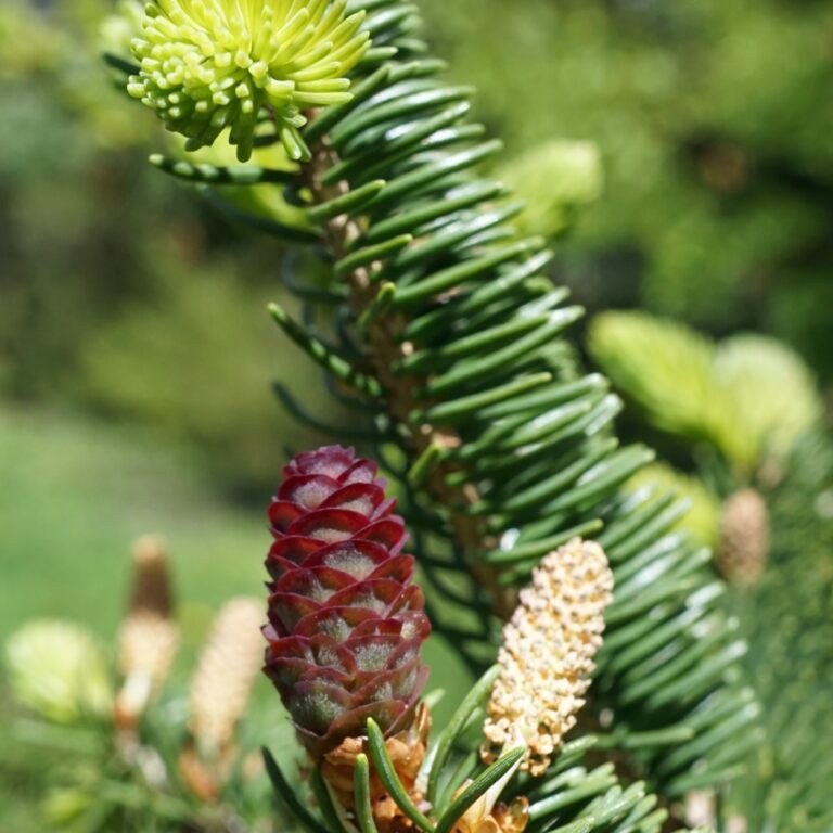 Premium Trees & Seeds For Sale 🇬🇧 Trusted UK Company Shaw Green Trees