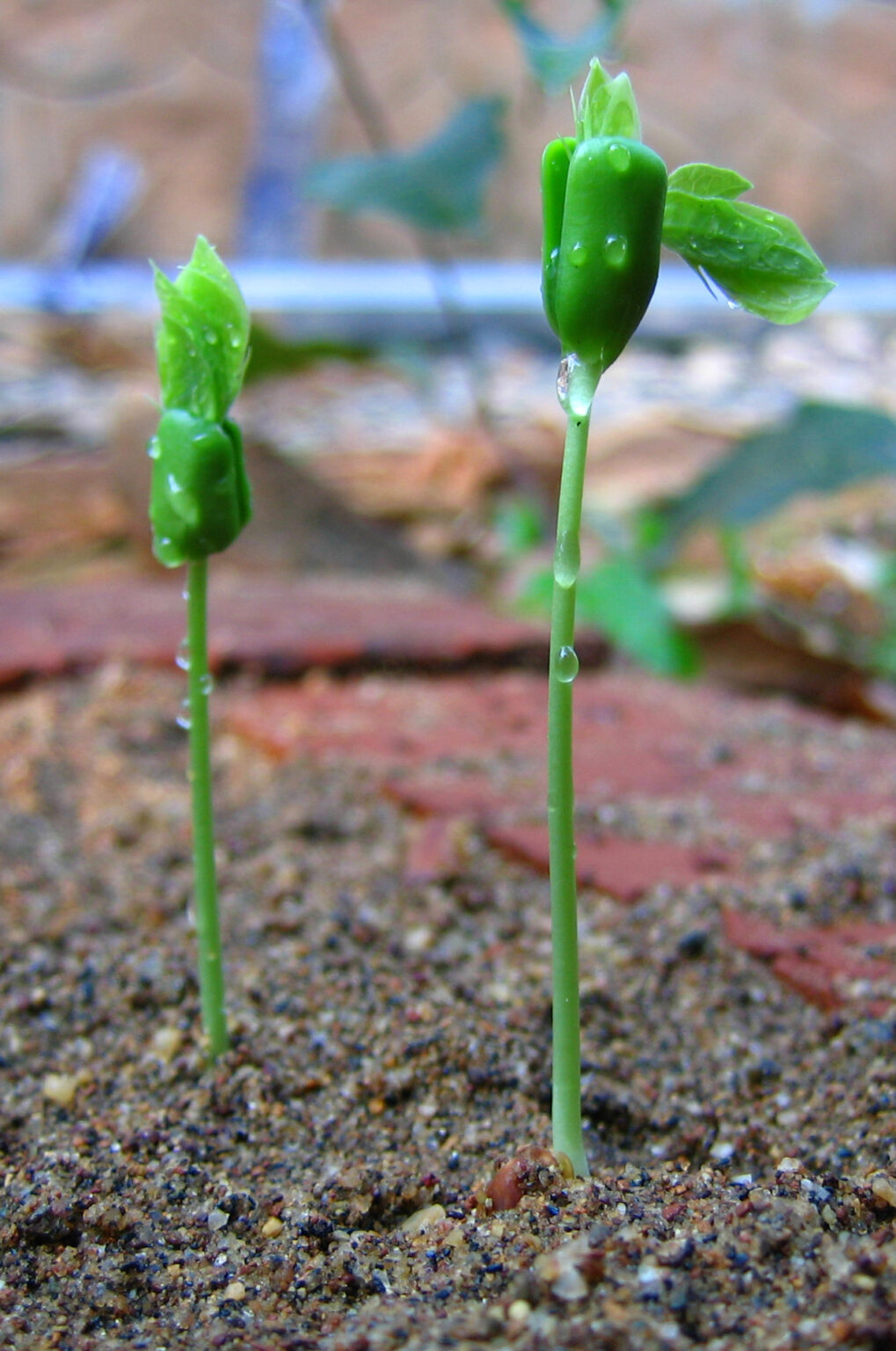 Quality UK Tree Seeds - A greener future with seeds - SG Trees