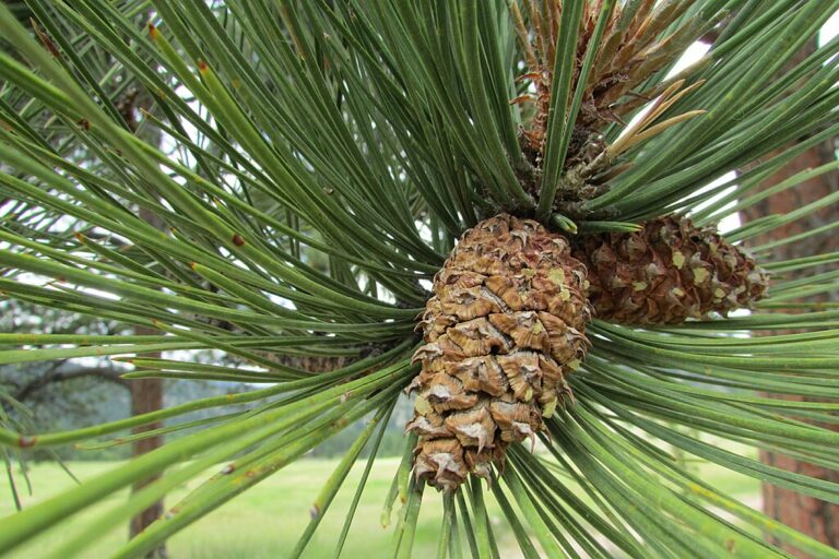 Rare Wollemi Pine Seeds | Cultivate Ancient Wollemia nobilis