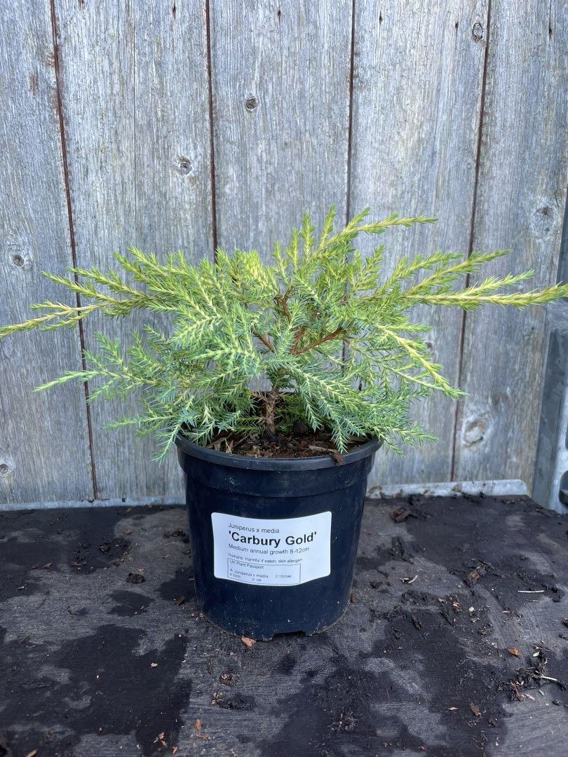 Juniper 'Carbery Gold' (1L) - Shaw Green Trees