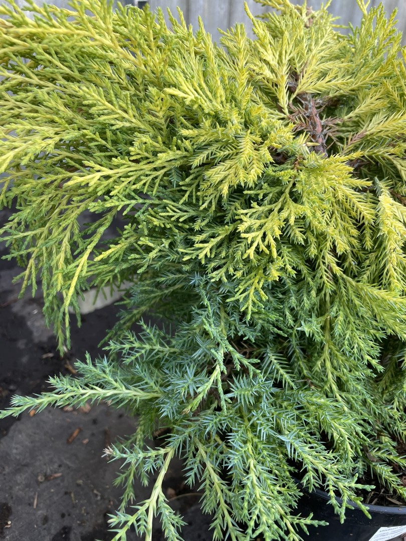 Juniper 'Carbery Gold' (1L) - Shaw Green Trees