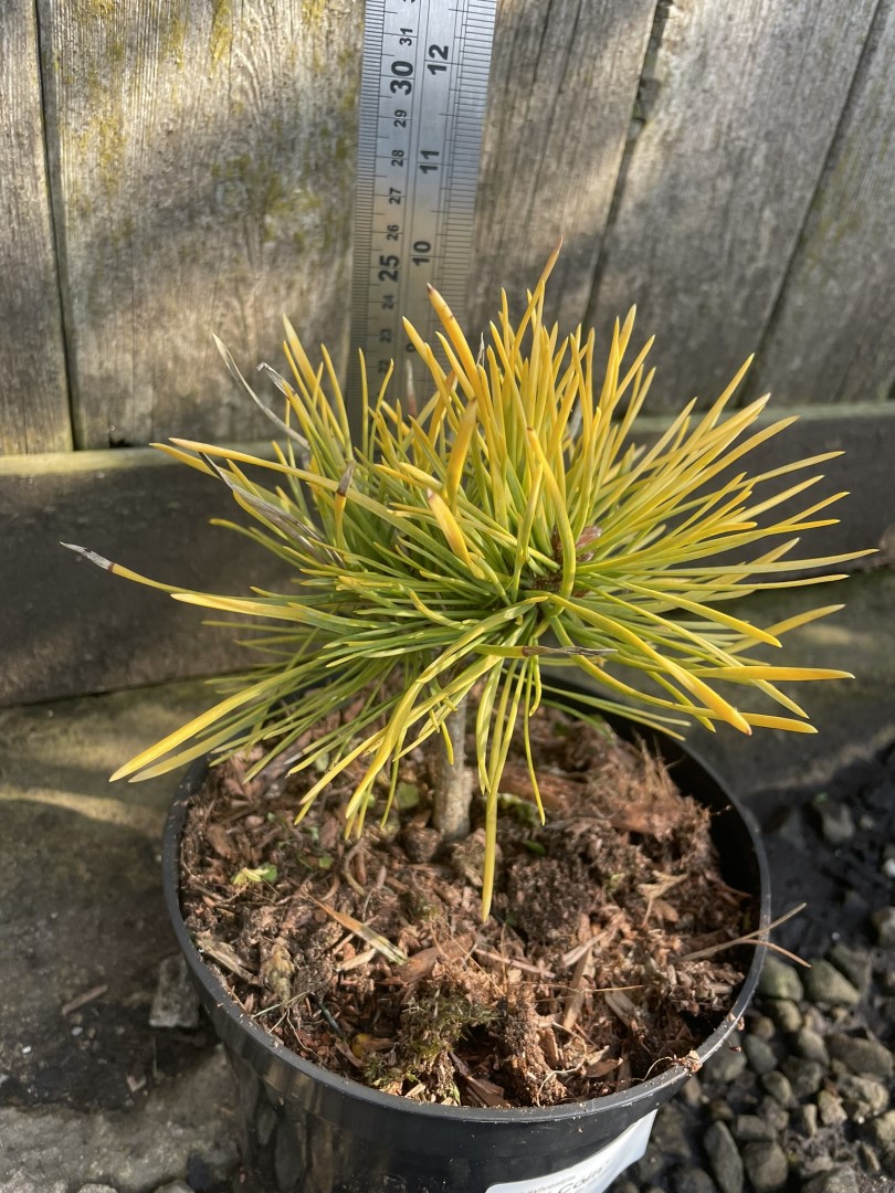 Scots pine 'Gold Coin' (2L) - Shaw Green Trees