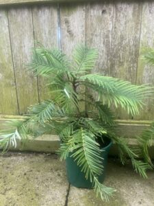 Wollemi Pine Tree 20/40cm (3L) - Rare Living Fossil for UK Gardens