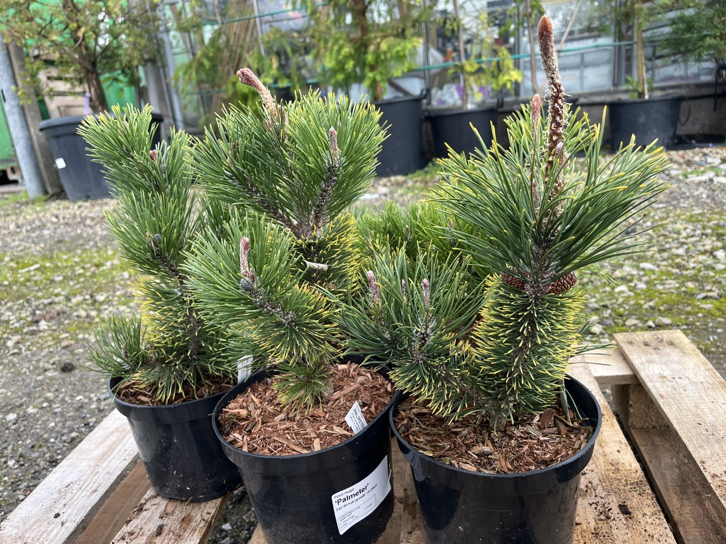 Pinus mugo 'Palmeter' Dwarf Mountain Pine - Shaw Green Trees