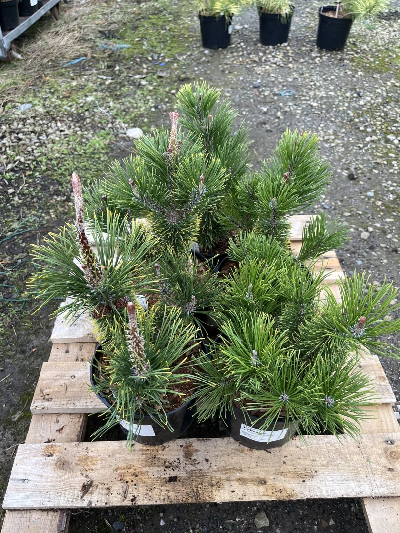 Pinus mugo 'Palmeter' Dwarf Mountain Pine - Shaw Green Trees